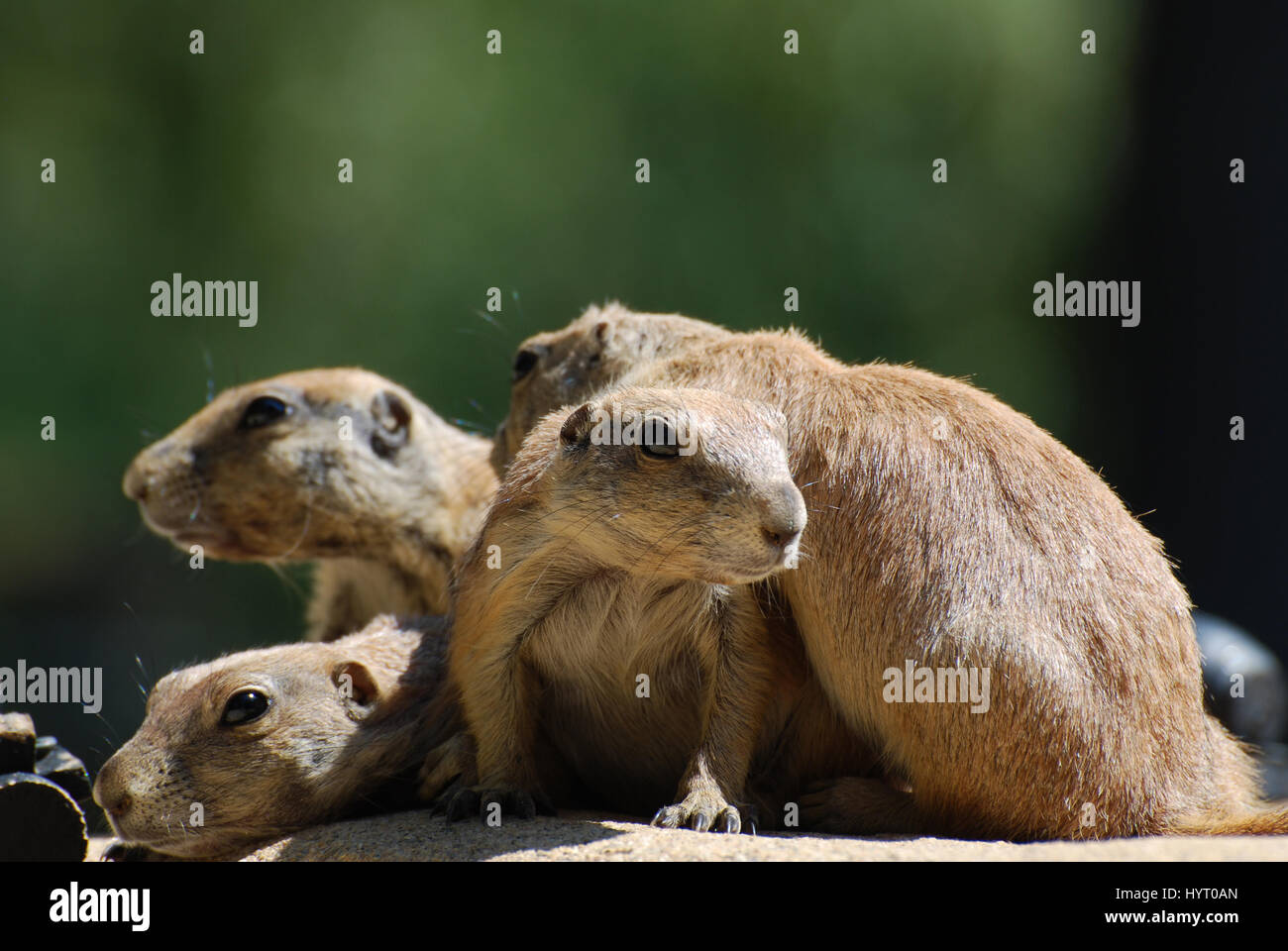 Prairie Dog Leading The Group