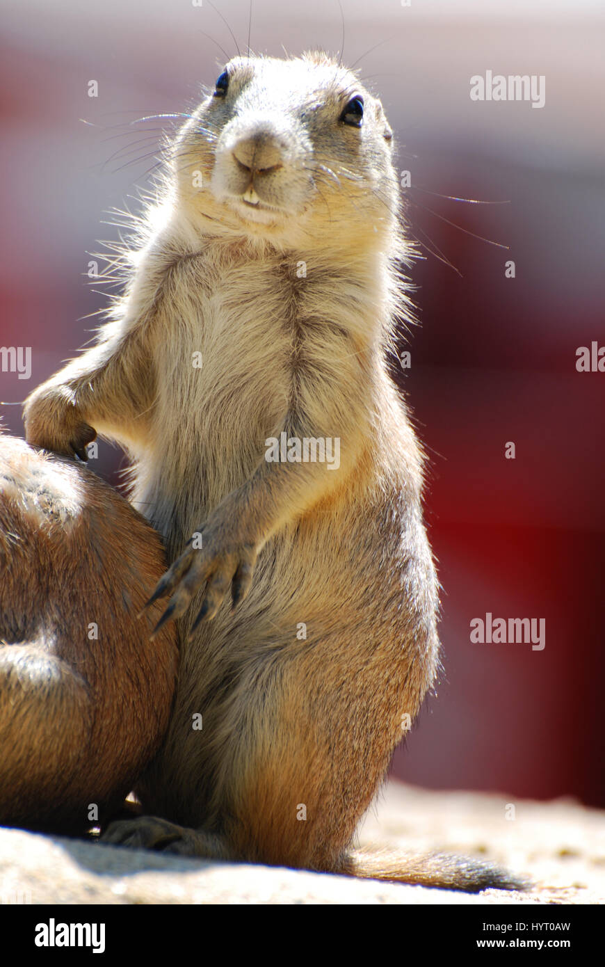 How Deep Do Prairie Dogs Dig