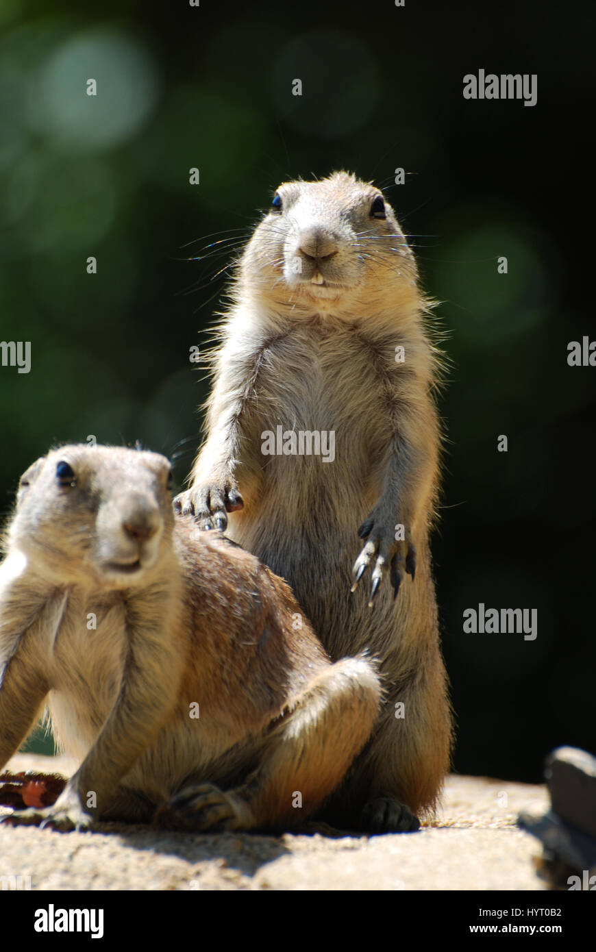 Pair of prairie dogs hanging out together Stock Photo - Alamy