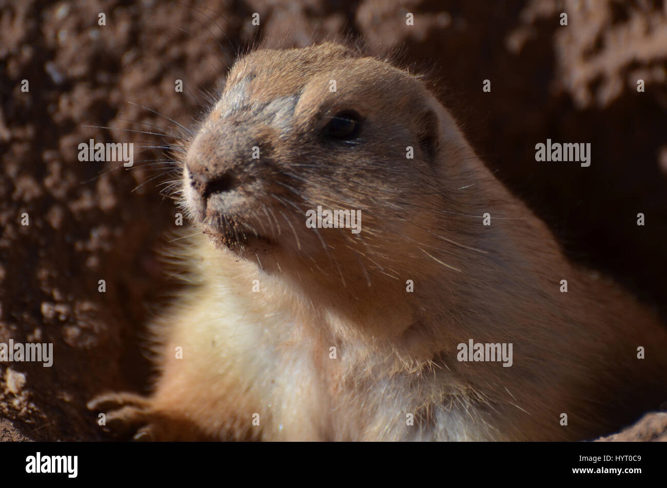 Adorable face of a prairie dog with dirt on his nose Stock Photo - Alamy
