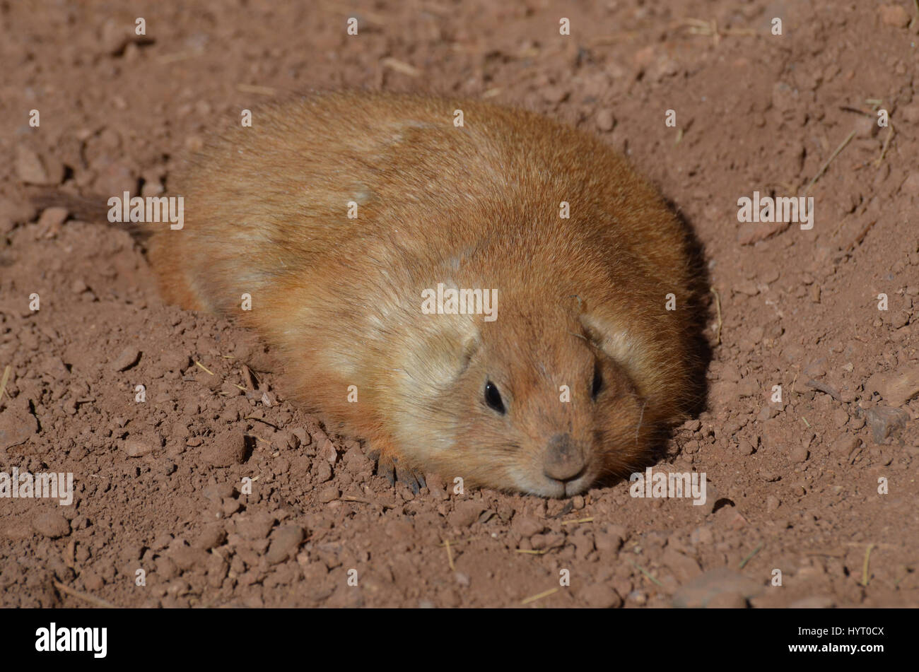 Adorable fat prairie dog resting in a shallow dirt hole Stock Photo - Alamy