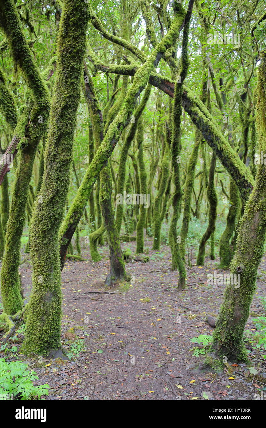 GARAJONAY NATIONAL PARK, LA GOMERA, SPAIN: Laurel forest and its tangle ...
