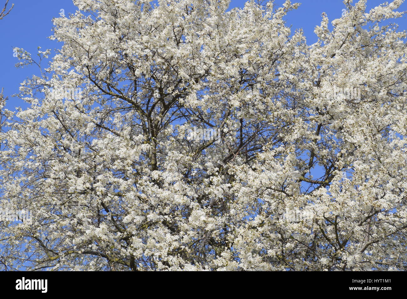 Blooming wild plum in the garden. Spring flowering trees. Pollination ...