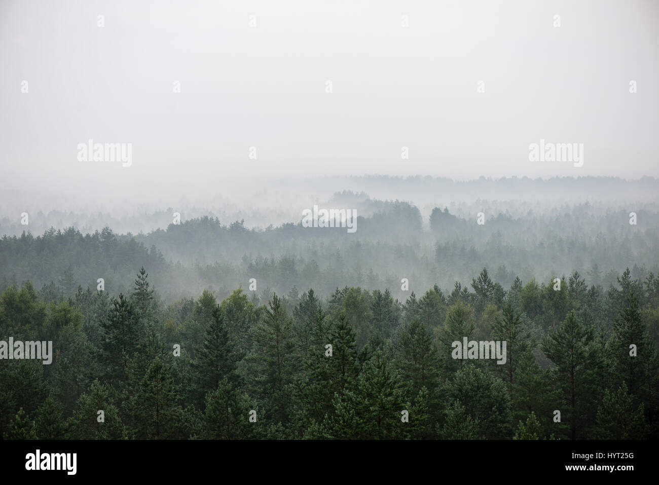 panoramic view of misty forest. far horizon Stock Photo - Alamy