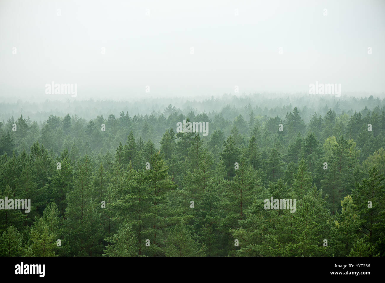 panoramic view of misty forest. far horizon Stock Photo - Alamy