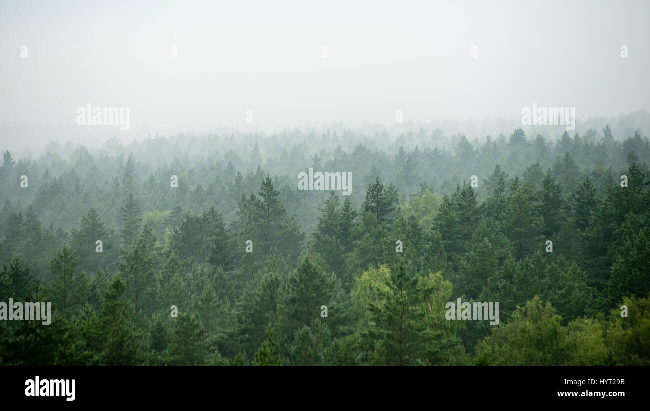 panoramic view of misty forest. far horizon Stock Photo - Alamy