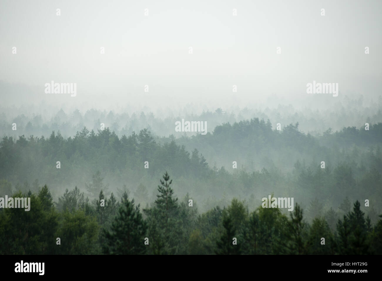 panoramic view of misty forest. far horizon Stock Photo - Alamy