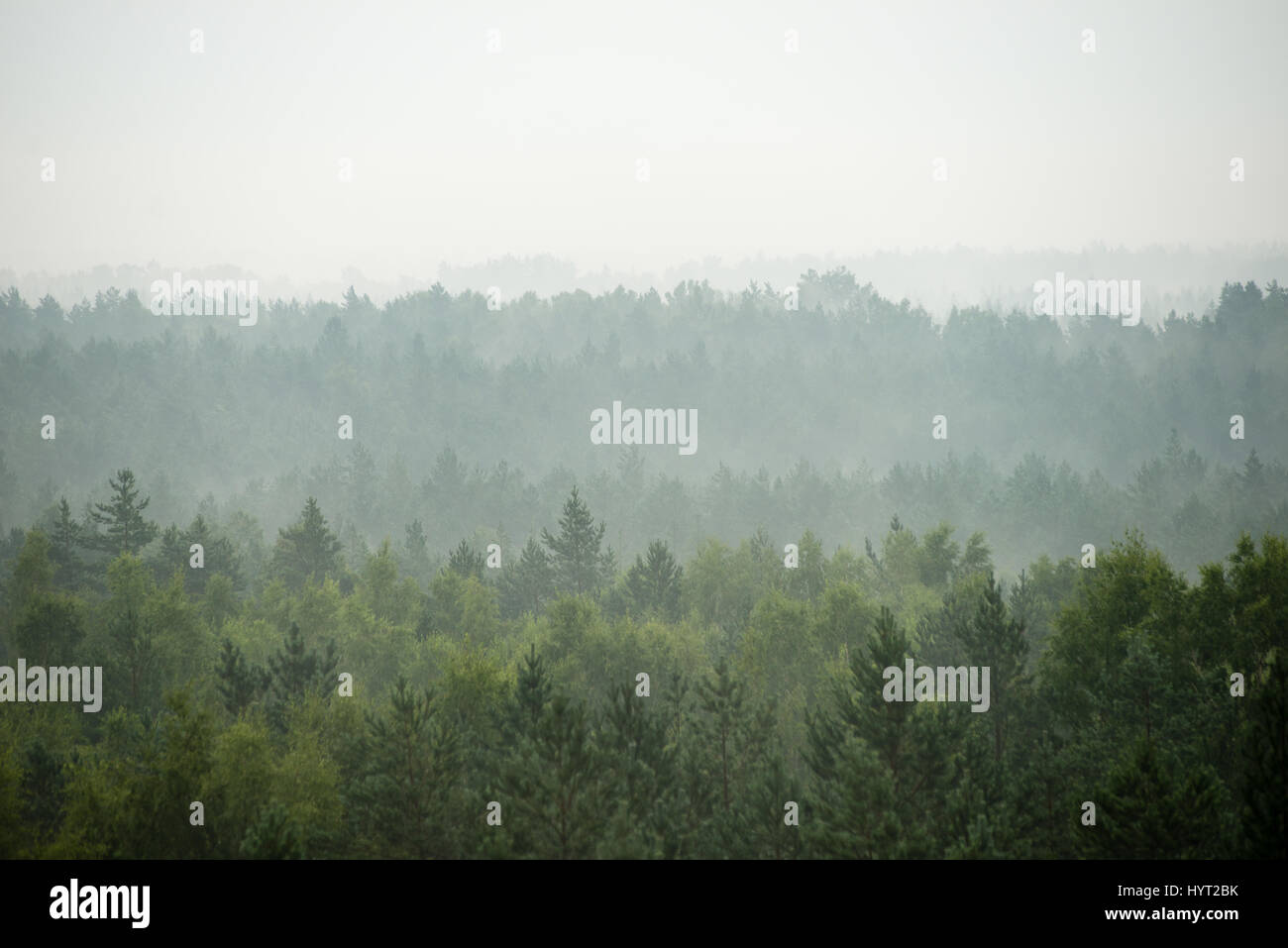 panoramic view of misty forest. far horizon Stock Photo - Alamy