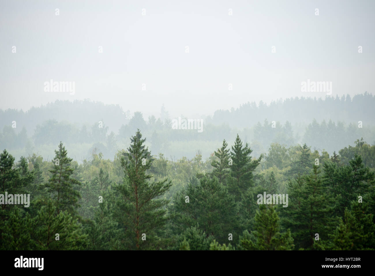 Panoramic view misty forest far hi-res stock photography and images - Alamy