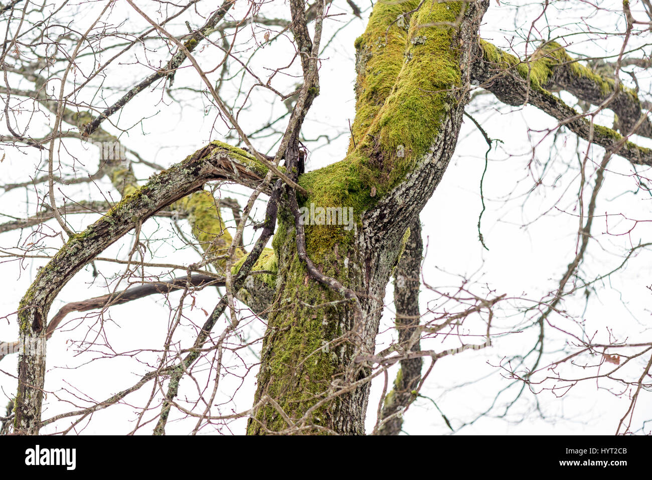 wet tree branches in winter forest with water drops and blurred ...