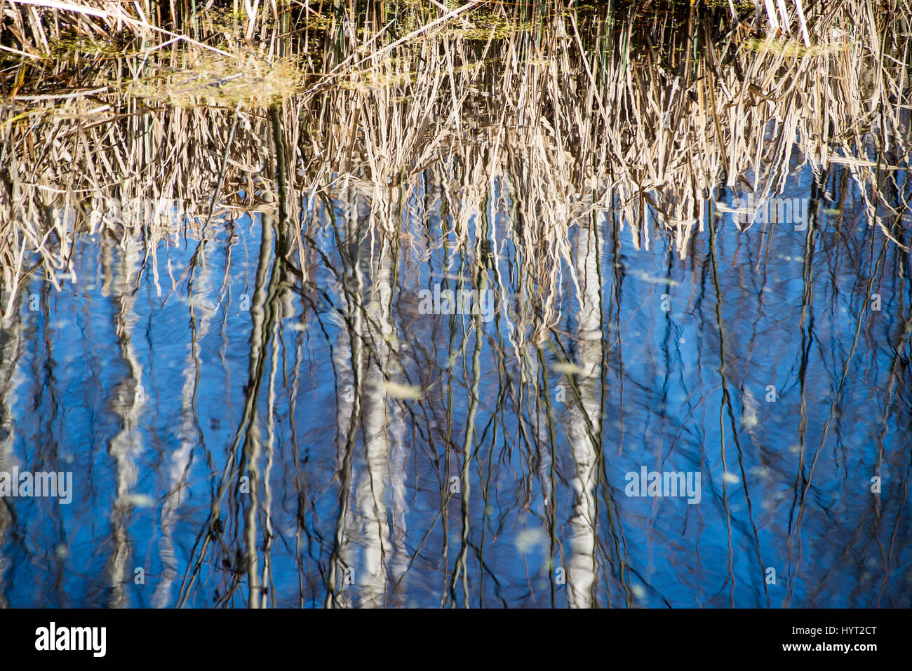 reflections of trees in blue pond water. spring in country Stock Photo ...