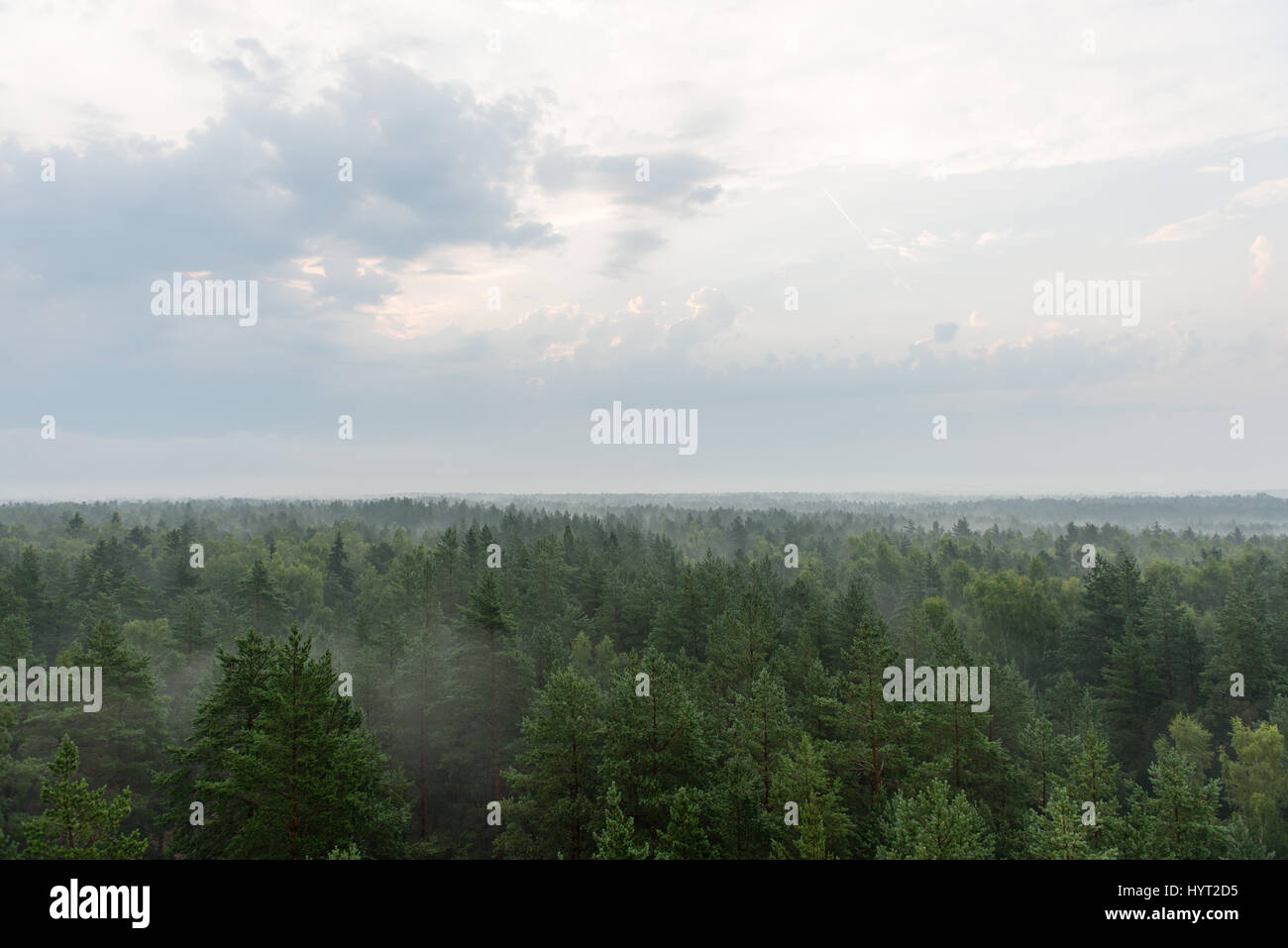 panoramic view of misty forest. far horizon Stock Photo - Alamy