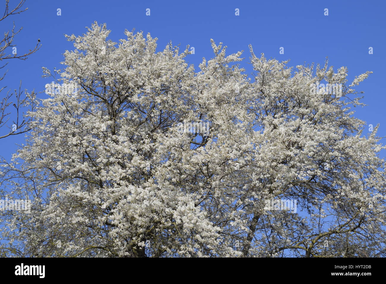 Blooming wild plum in the garden. Spring flowering trees. Pollination ...