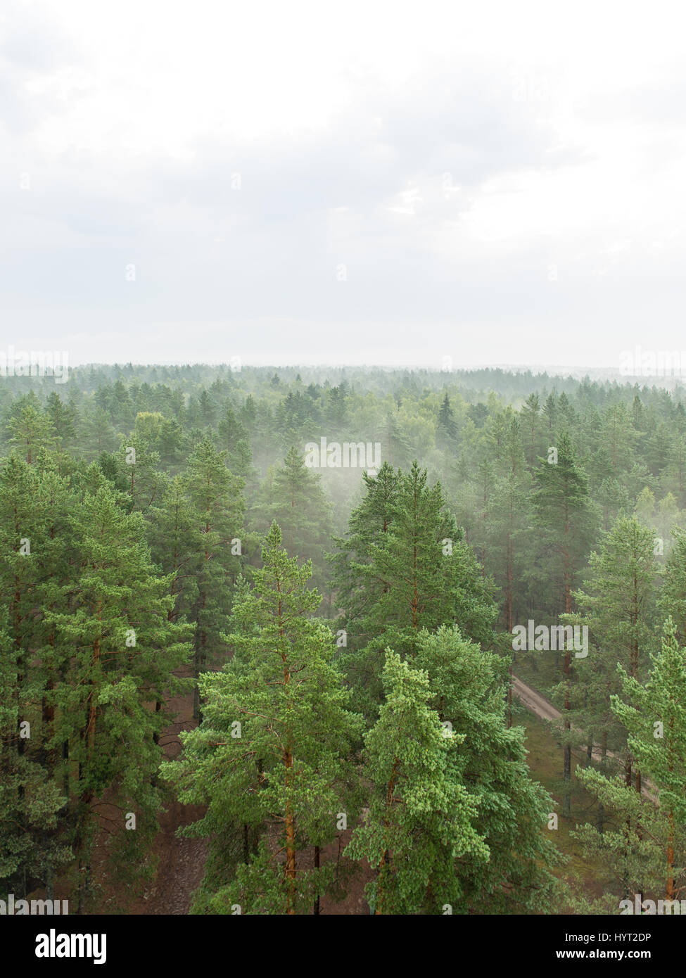 panoramic view of misty forest. far horizon Stock Photo - Alamy