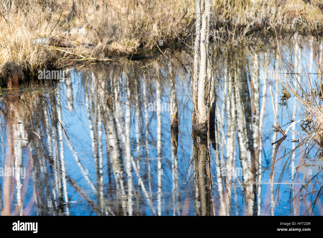 reflections of trees in blue pond water. spring in country Stock Photo ...