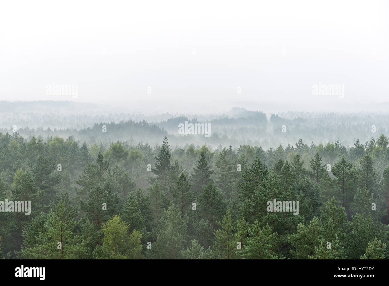 panoramic view of misty forest. far horizon Stock Photo - Alamy