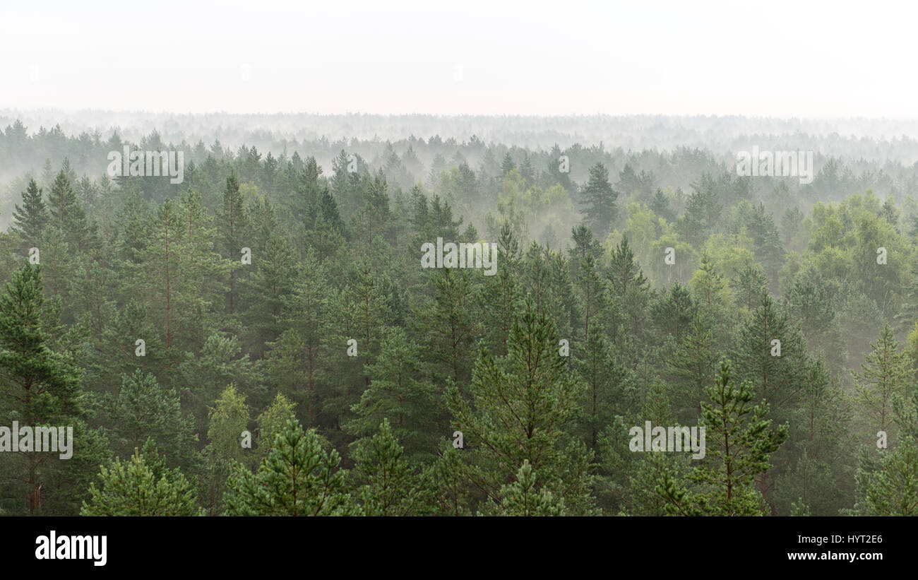 Panoramic view misty forest far hi-res stock photography and images - Alamy