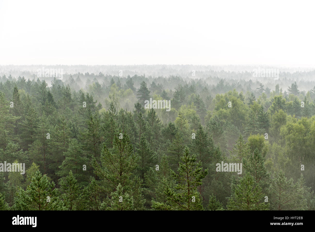 panoramic view of misty forest. far horizon Stock Photo - Alamy