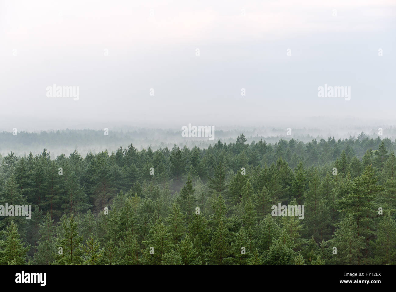 panoramic view of misty forest. far horizon Stock Photo - Alamy