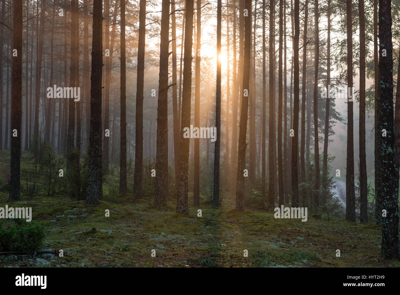 Light rays in forest in foggy morning in countryside Stock Photo - Alamy