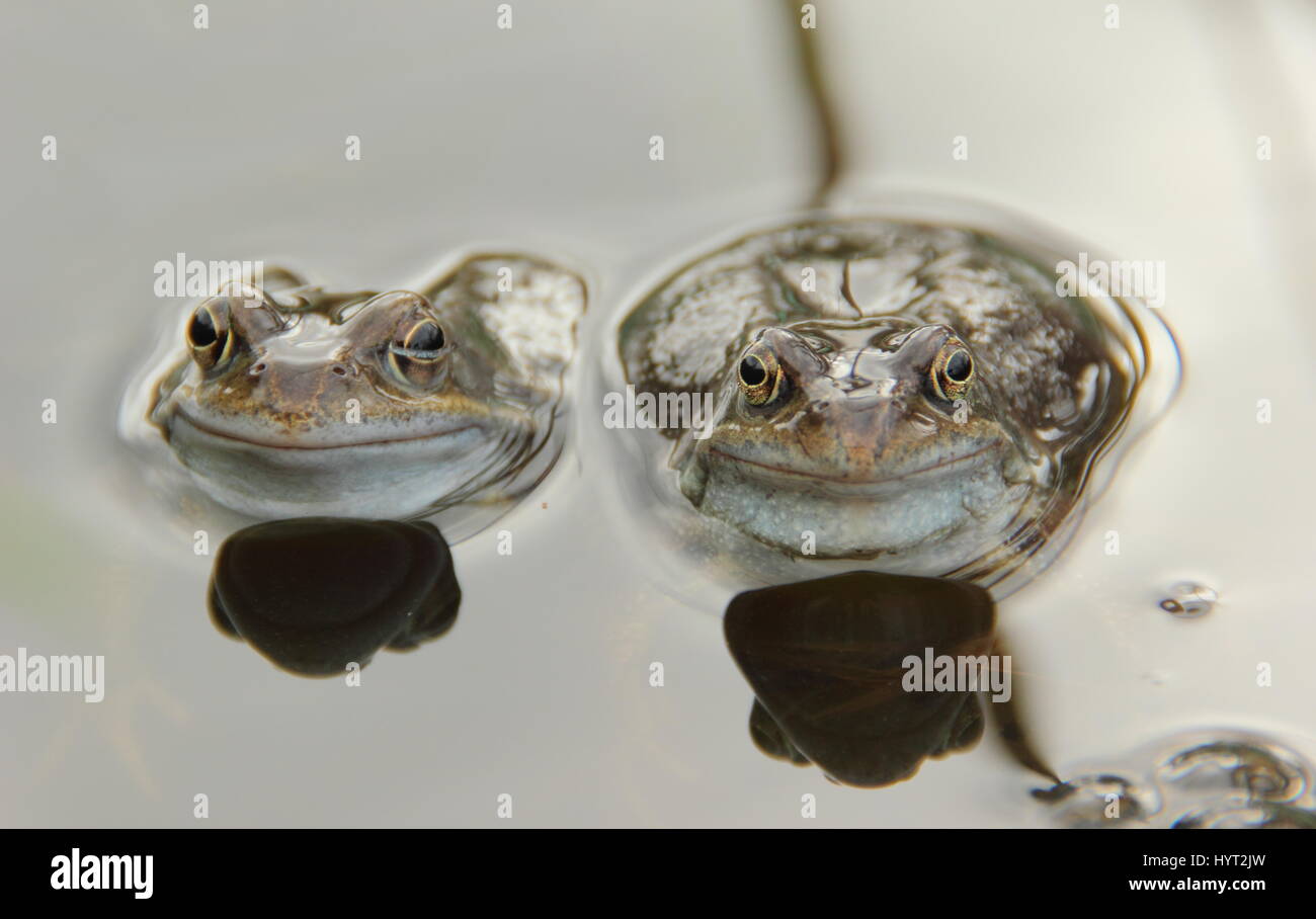 British frogs hi-res stock photography and images - Alamy
