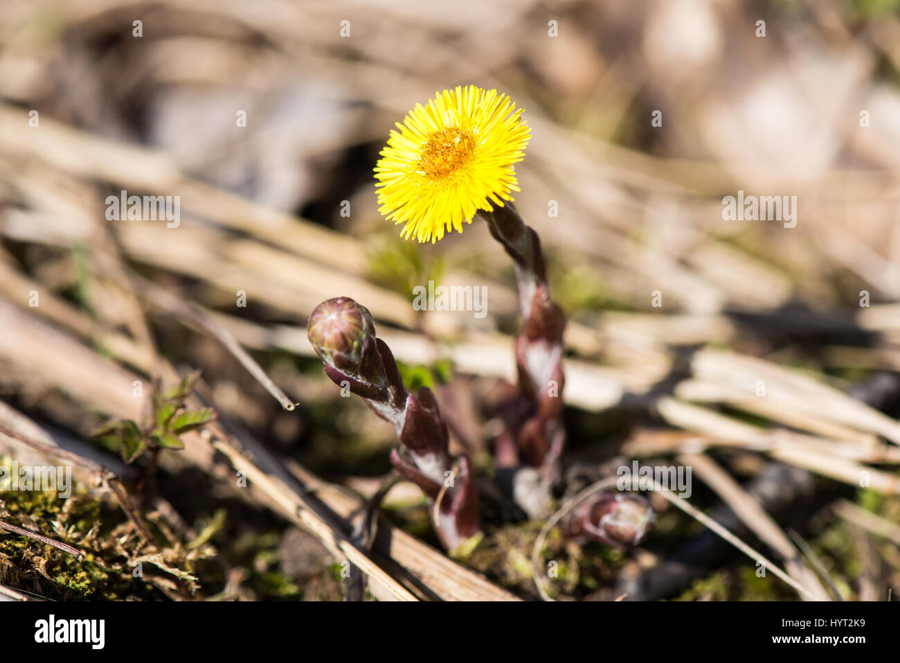 spring blossoms and leaves on blur background in country Stock Photo ...