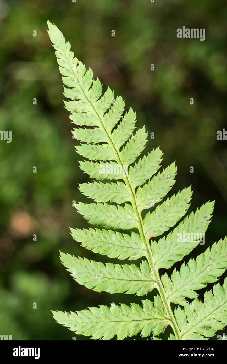 fern in the forest Stock Photo - Alamy