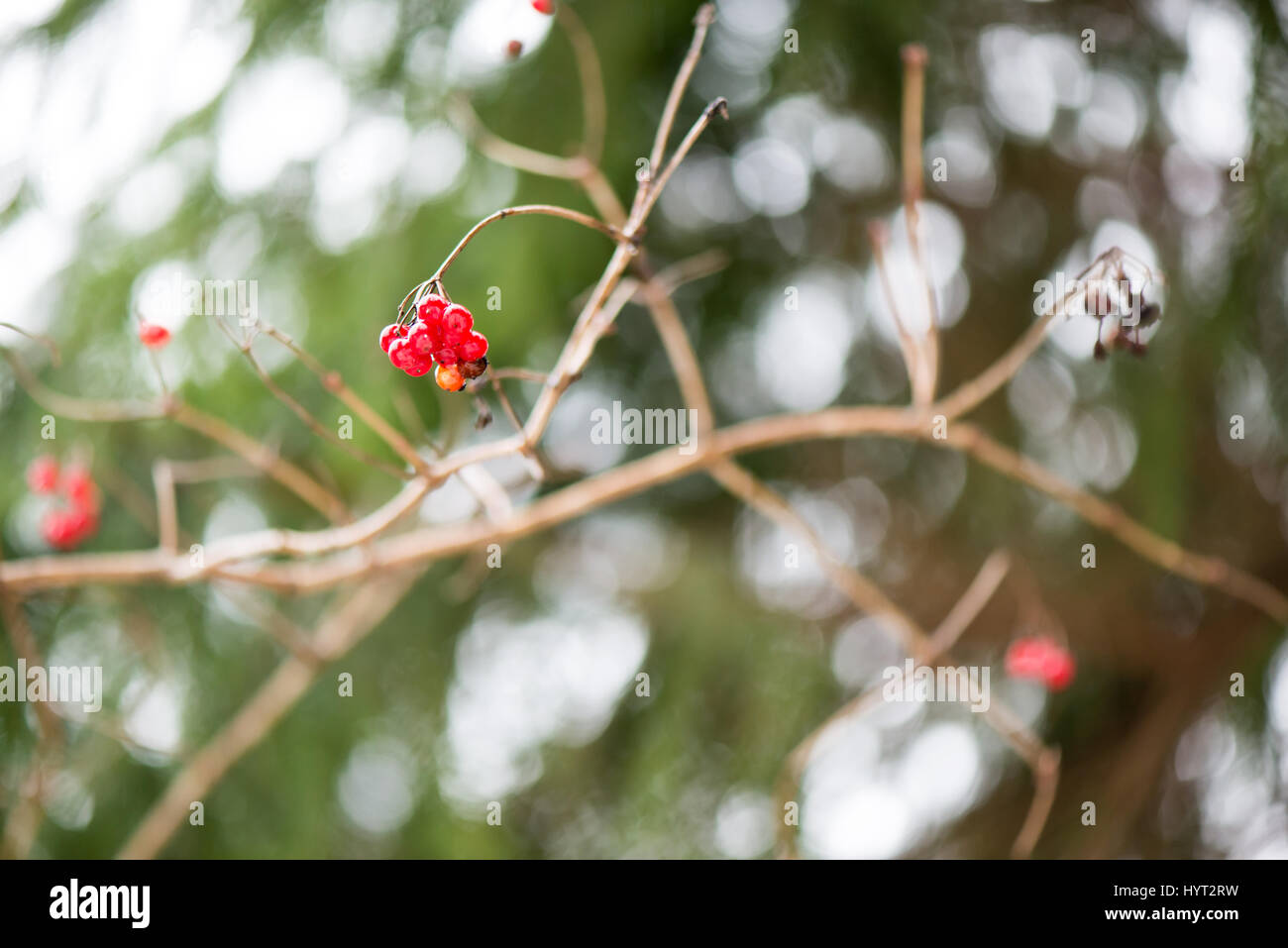 frozen abstract tree branches and plants in winter snow Stock Photo - Alamy