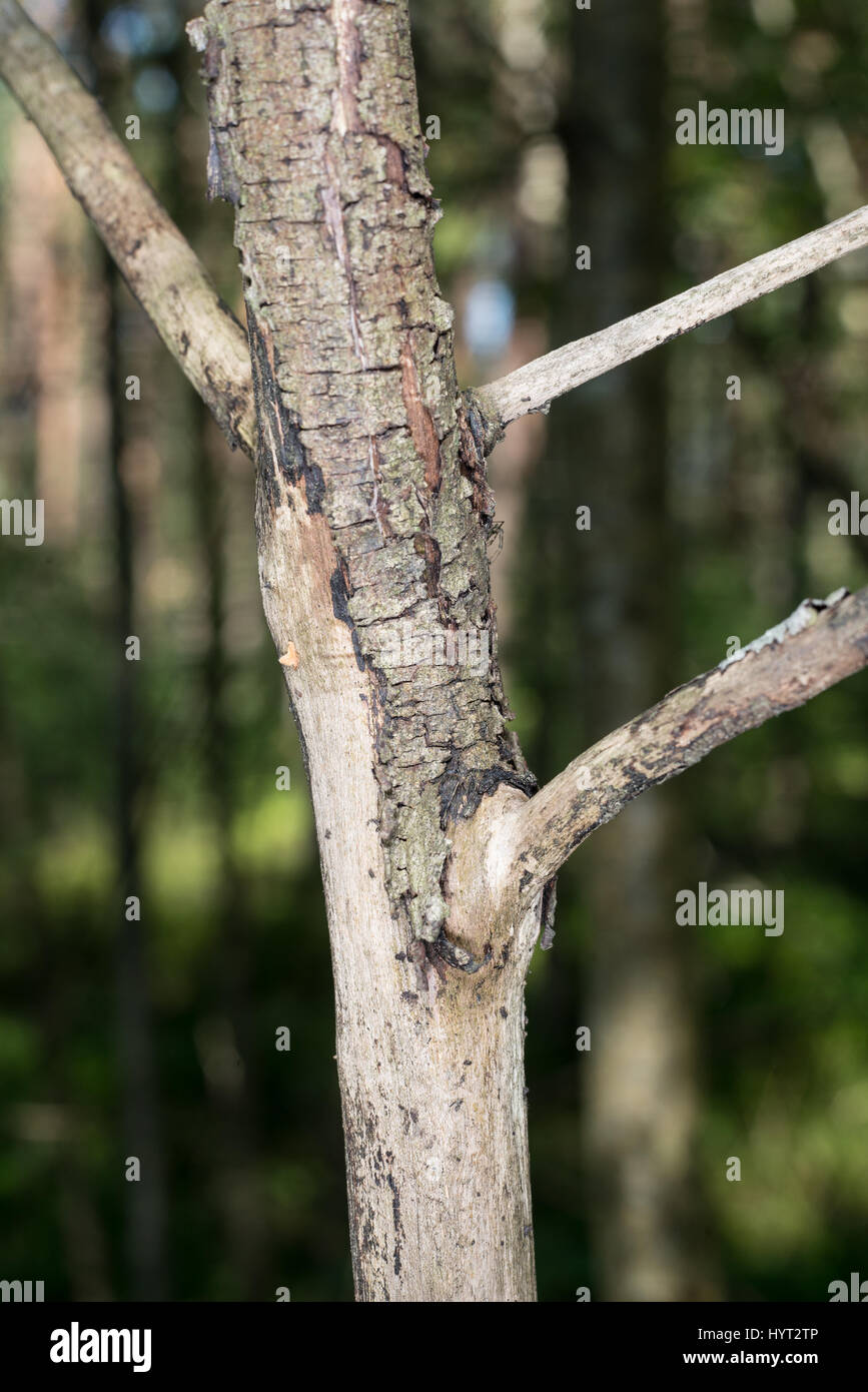 a branch of old tree Stock Photo - Alamy