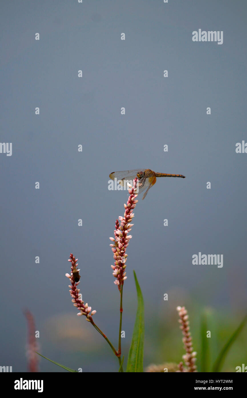 Dragonfly in mumbai hi-res stock photography and images - Alamy