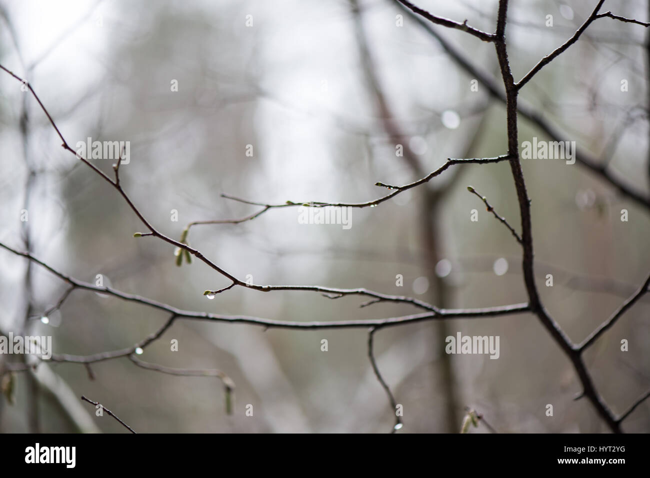 wet tree branches in winter forest with water drops and blurred ...