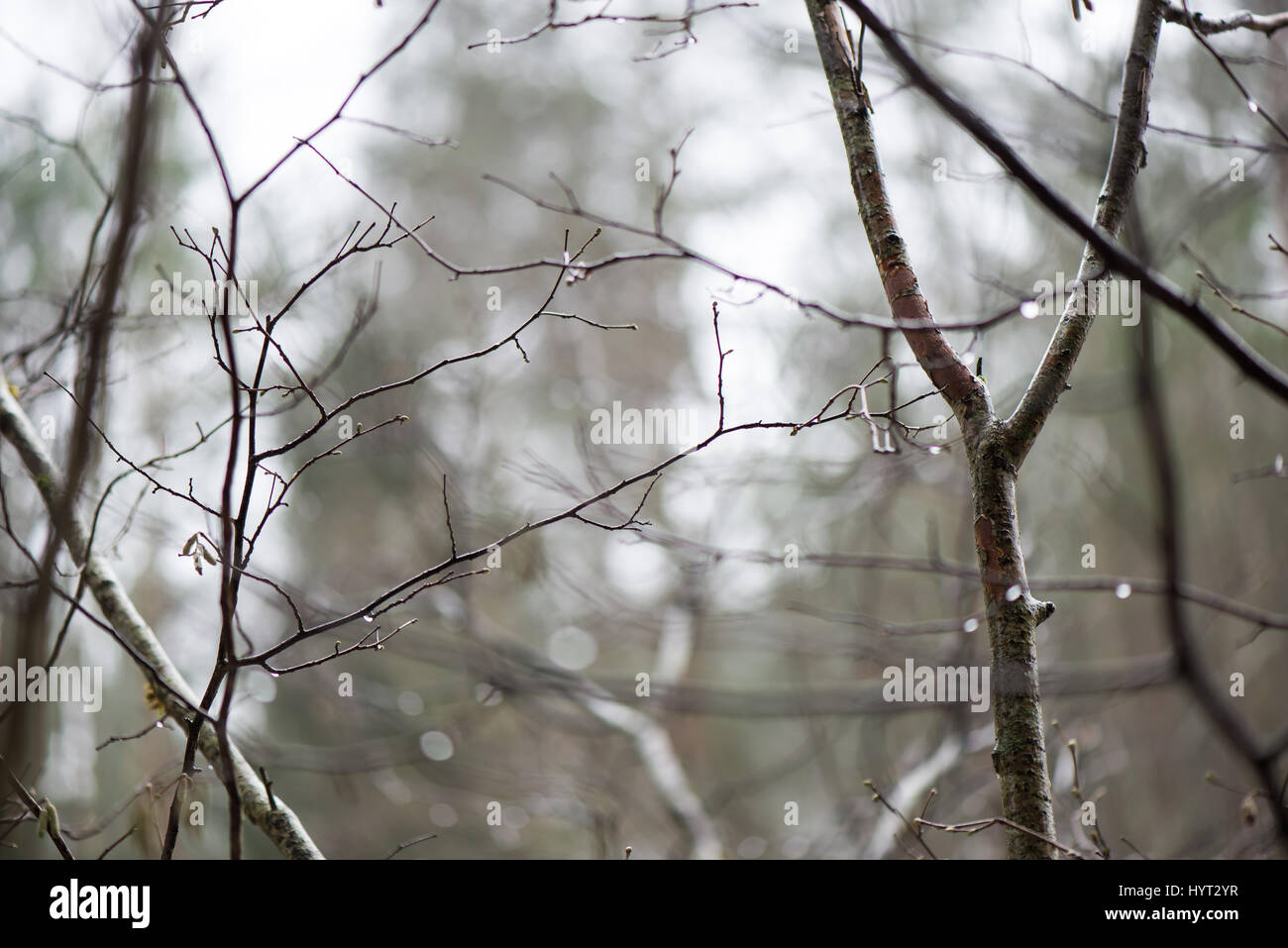 wet tree branches in winter forest with water drops and blurred ...