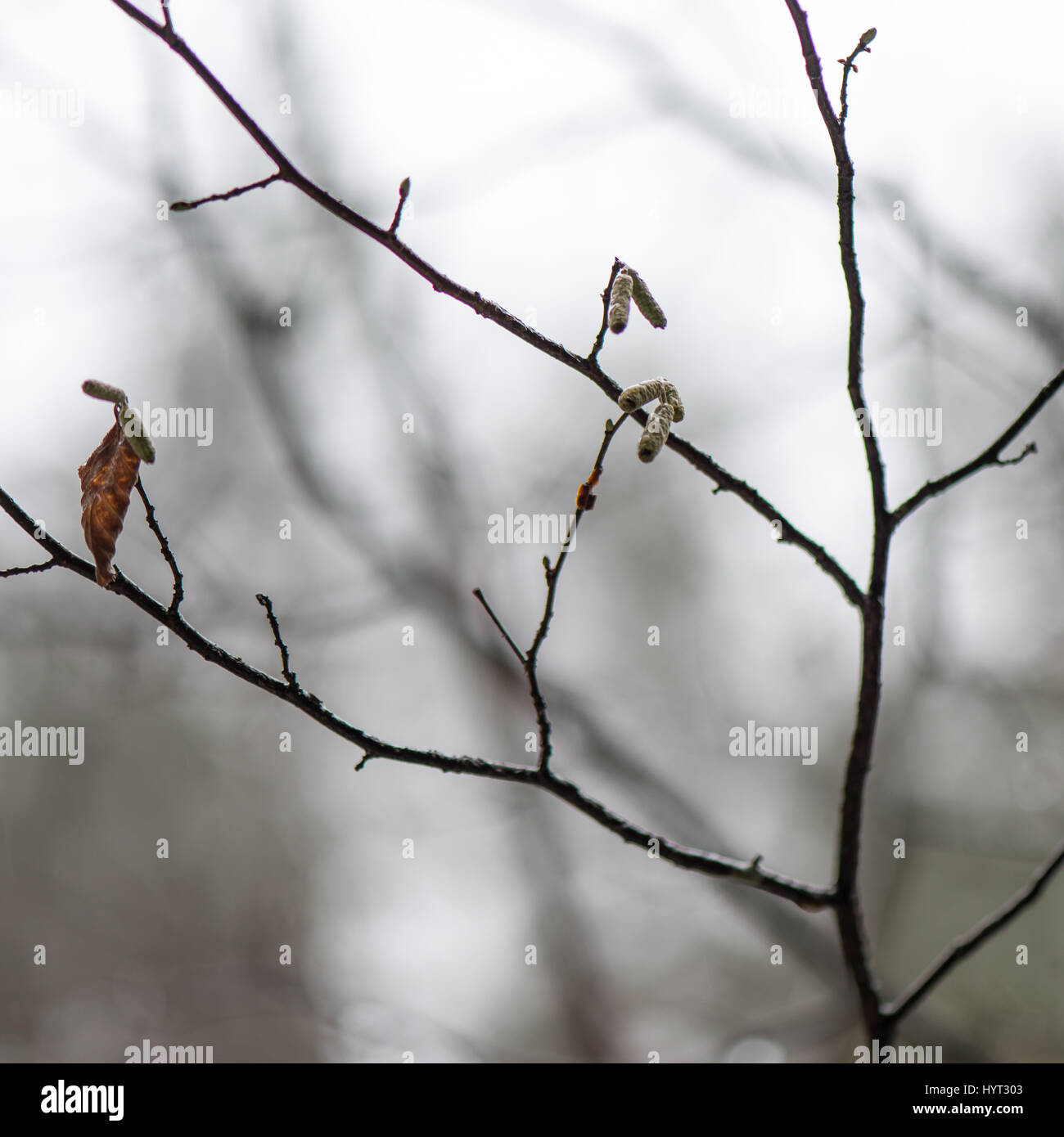 wet tree branches in winter forest with water drops and blurred ...
