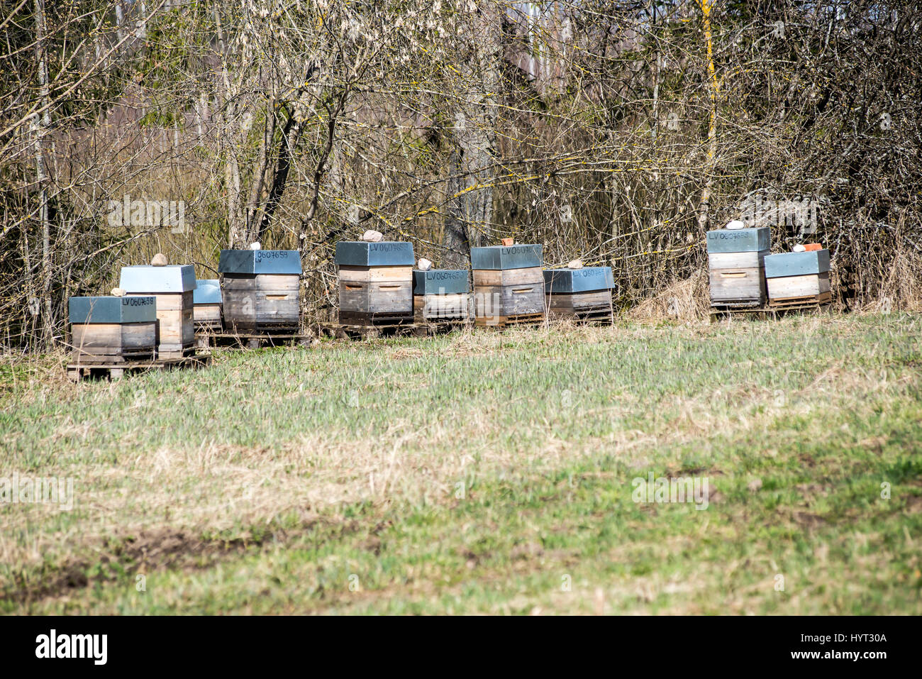bee apiary in forest in countryside plantation with bees Stock Photo ...