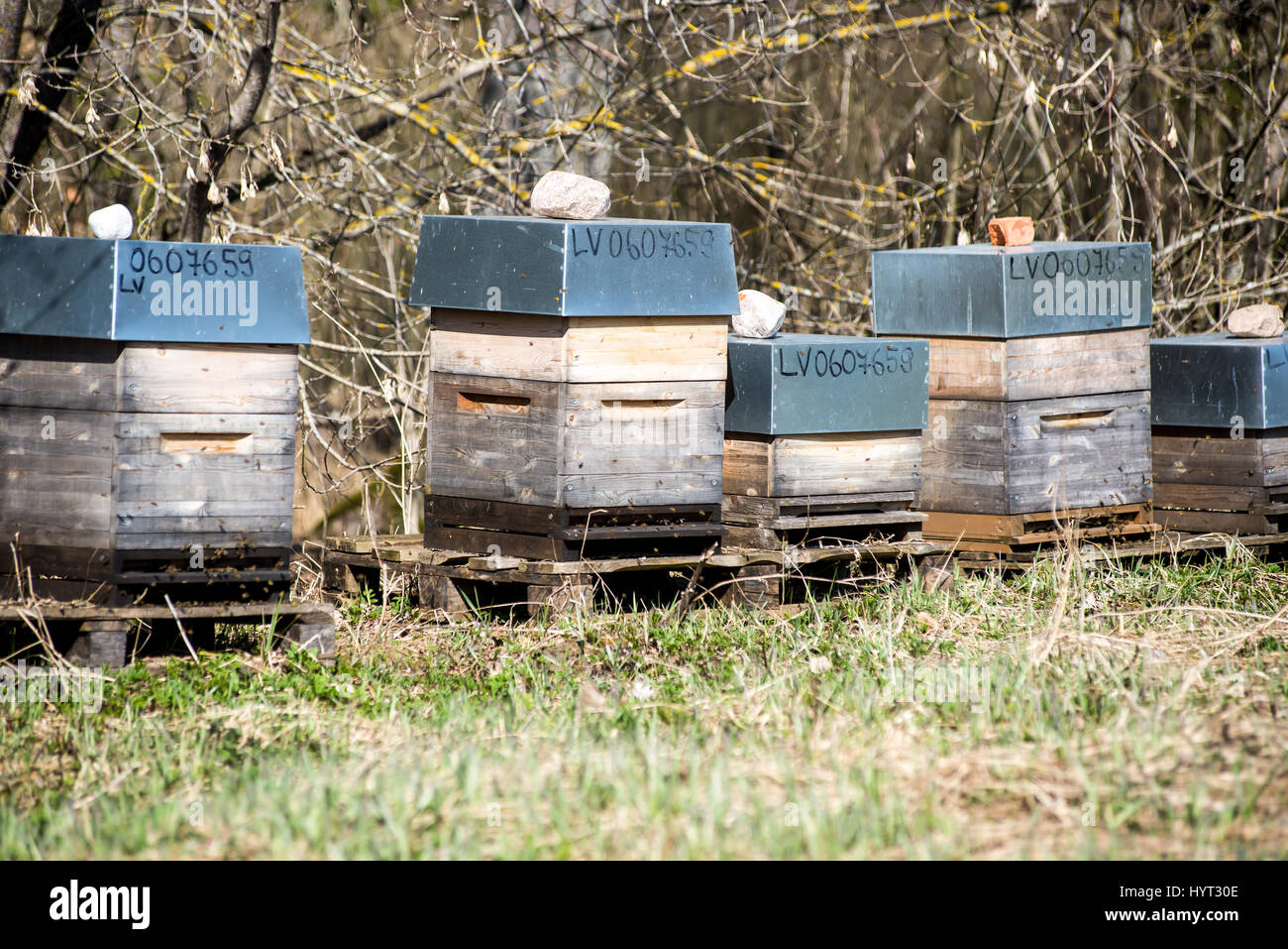 bee apiary in forest in countryside plantation with bees Stock Photo ...