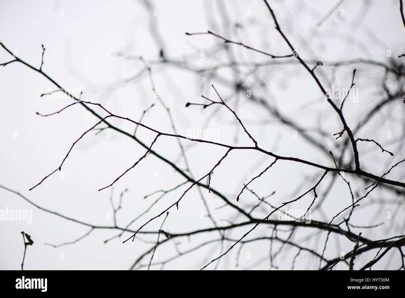 wet tree branches in winter forest with water drops and blurred ...