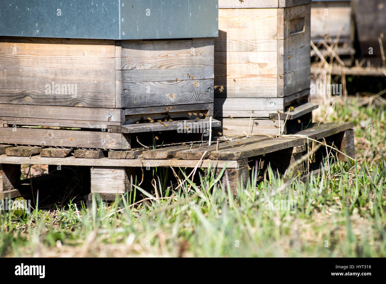 bee apiary in forest in countryside plantation with bees Stock Photo ...