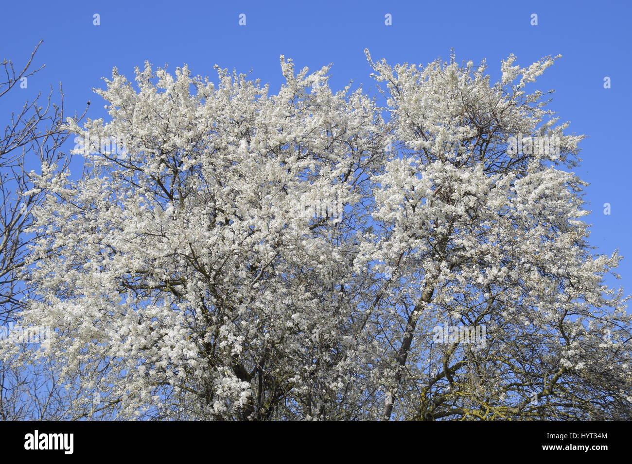 Blooming wild plum in the garden. Spring flowering trees. Pollination ...