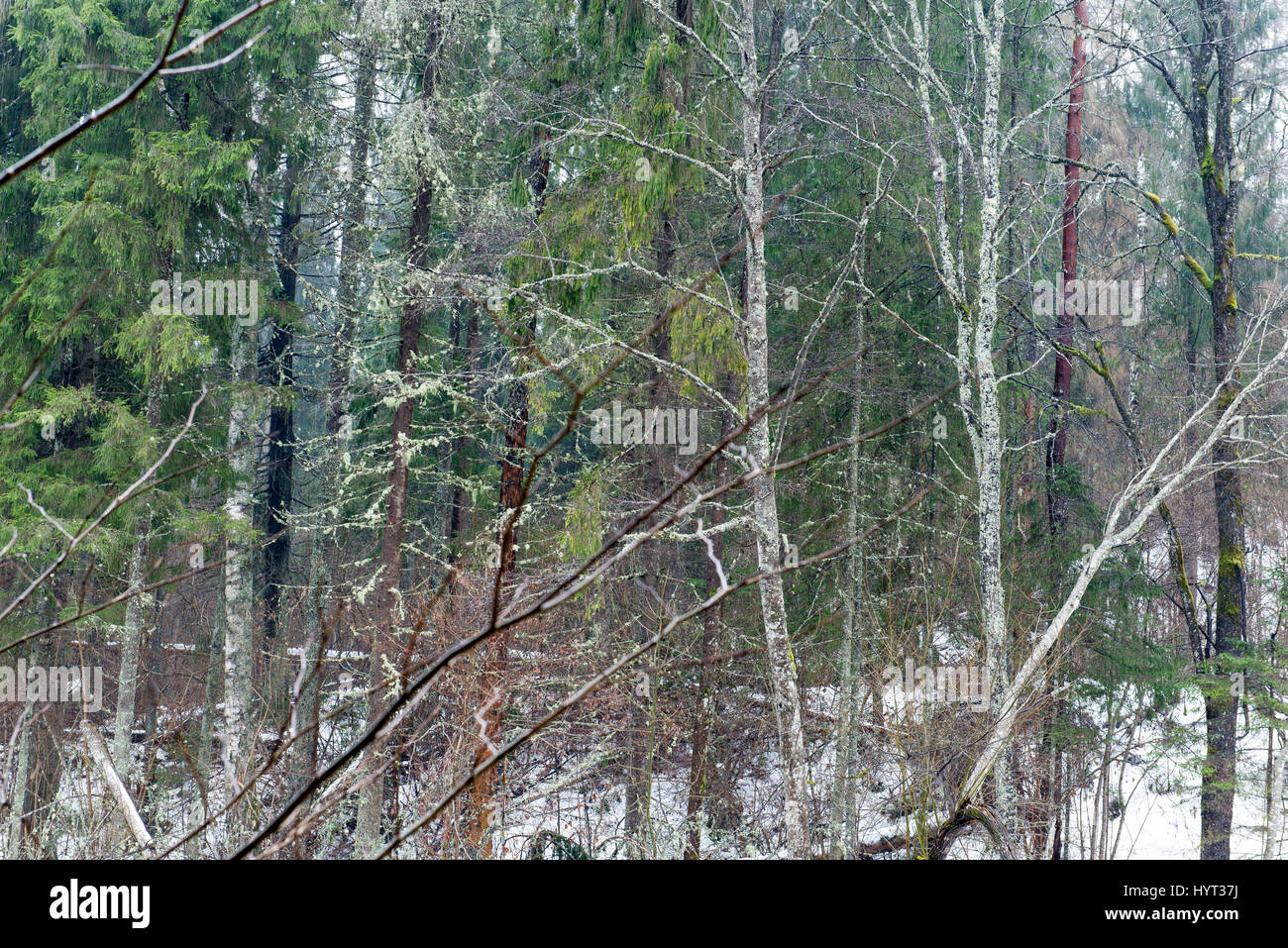 wet tree branches in winter forest with water drops and blurred ...