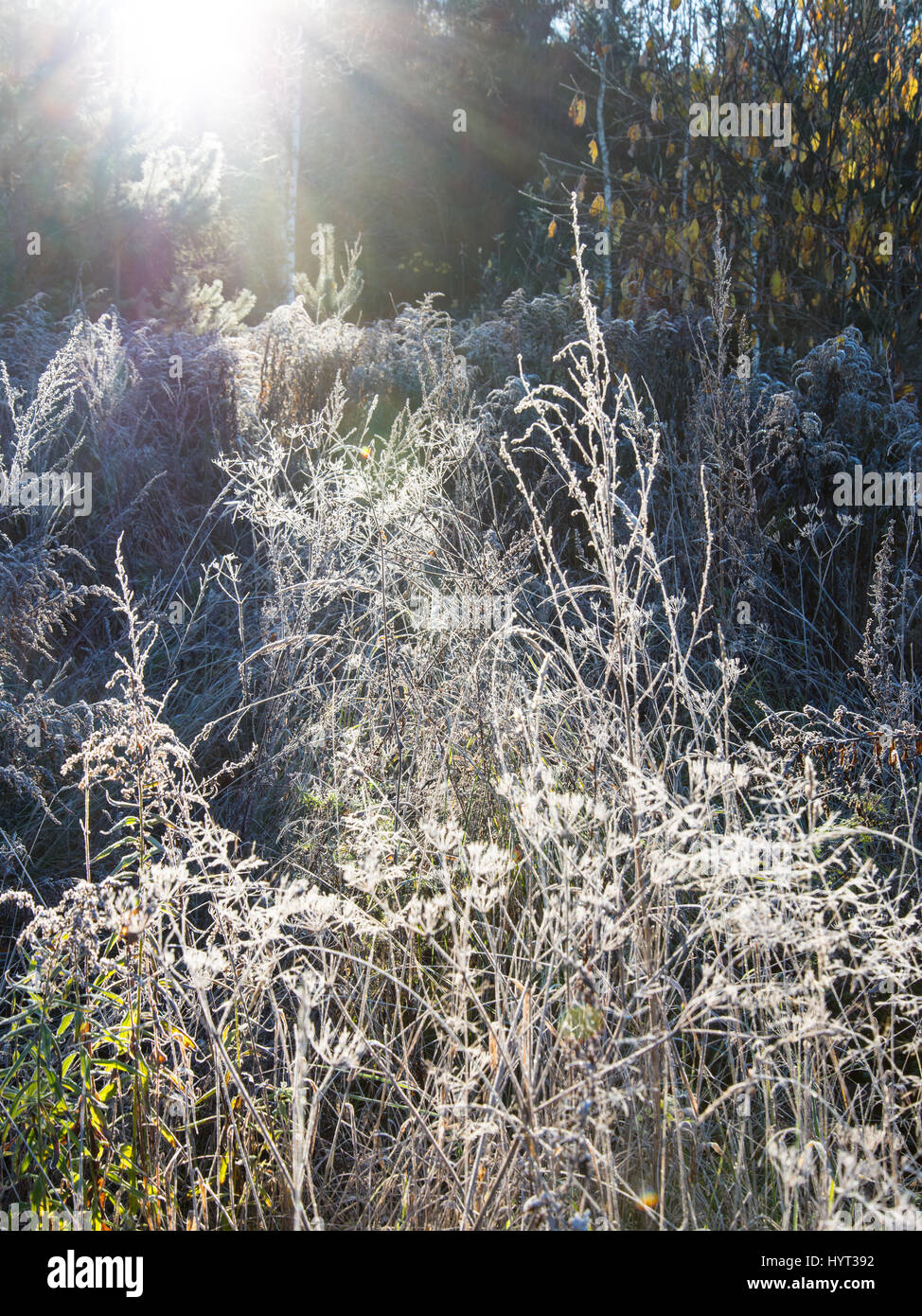 first winter frost bite in the country. late autumn Stock Photo - Alamy