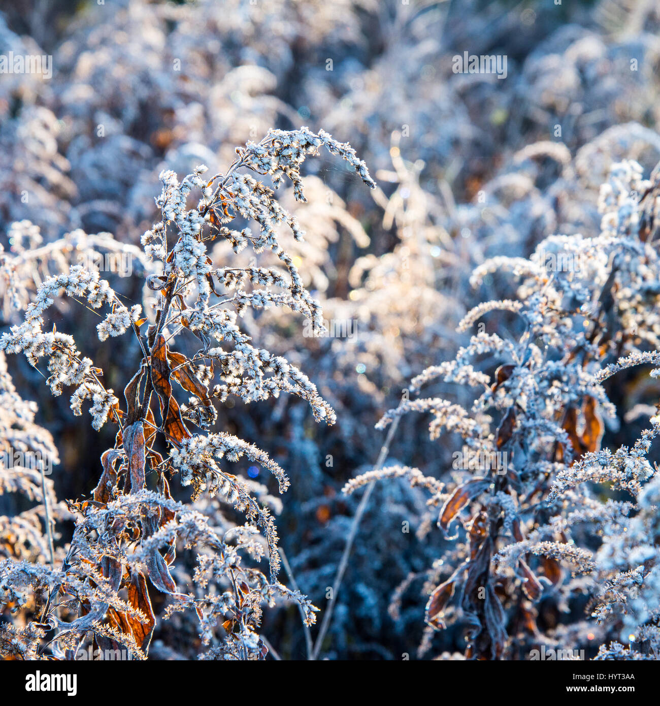 first winter frost bite in the country. late autumn Stock Photo - Alamy