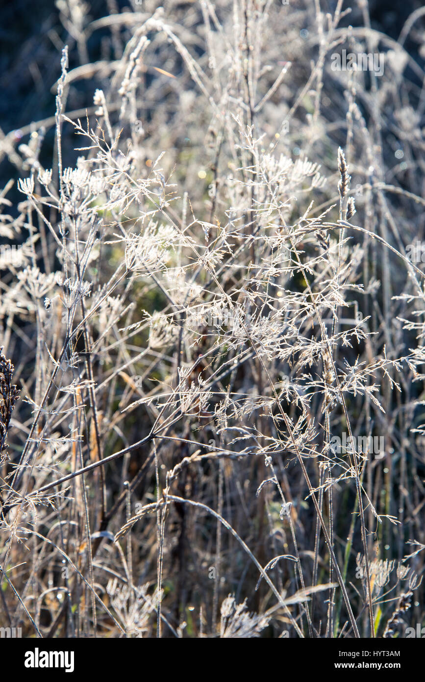 first winter frost bite in the country. late autumn Stock Photo - Alamy