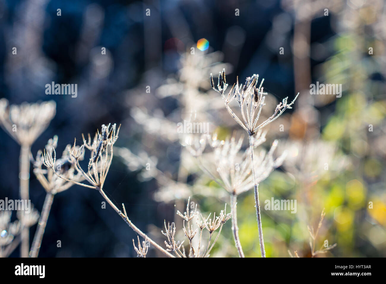 first winter frost bite in the country. late autumn Stock Photo - Alamy