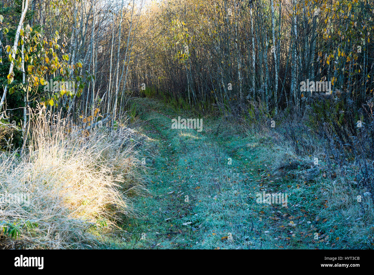 first winter frost bite in the country. late autumn Stock Photo - Alamy