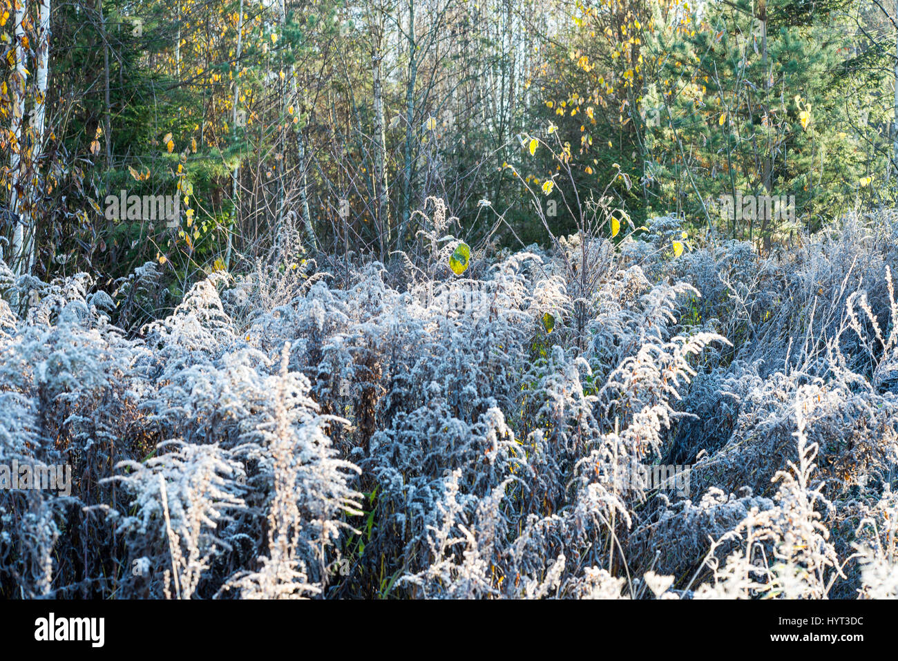 first winter frost bite in the country. late autumn Stock Photo - Alamy