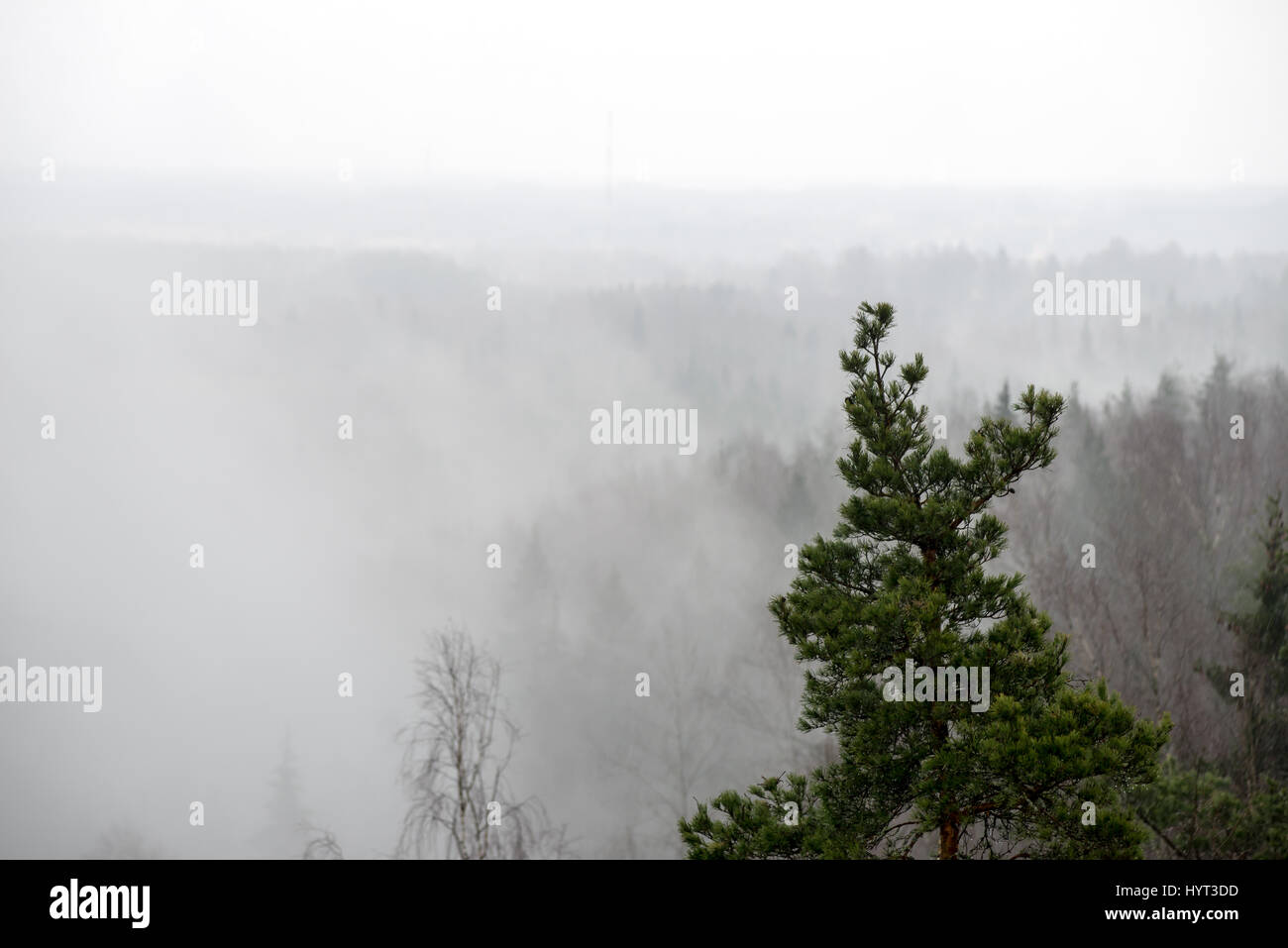 Panoramic view misty forest far hi-res stock photography and images - Alamy