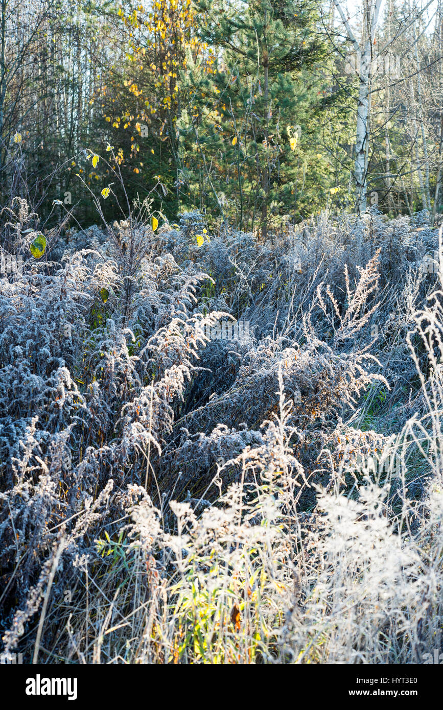 first winter frost bite in the country. late autumn Stock Photo - Alamy