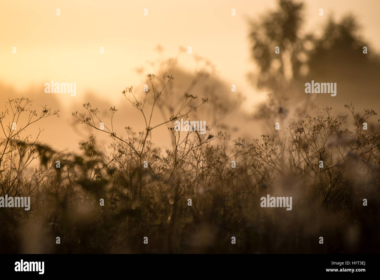 beautiful cobwebs in autumn in frozen meadow Stock Photo - Alamy