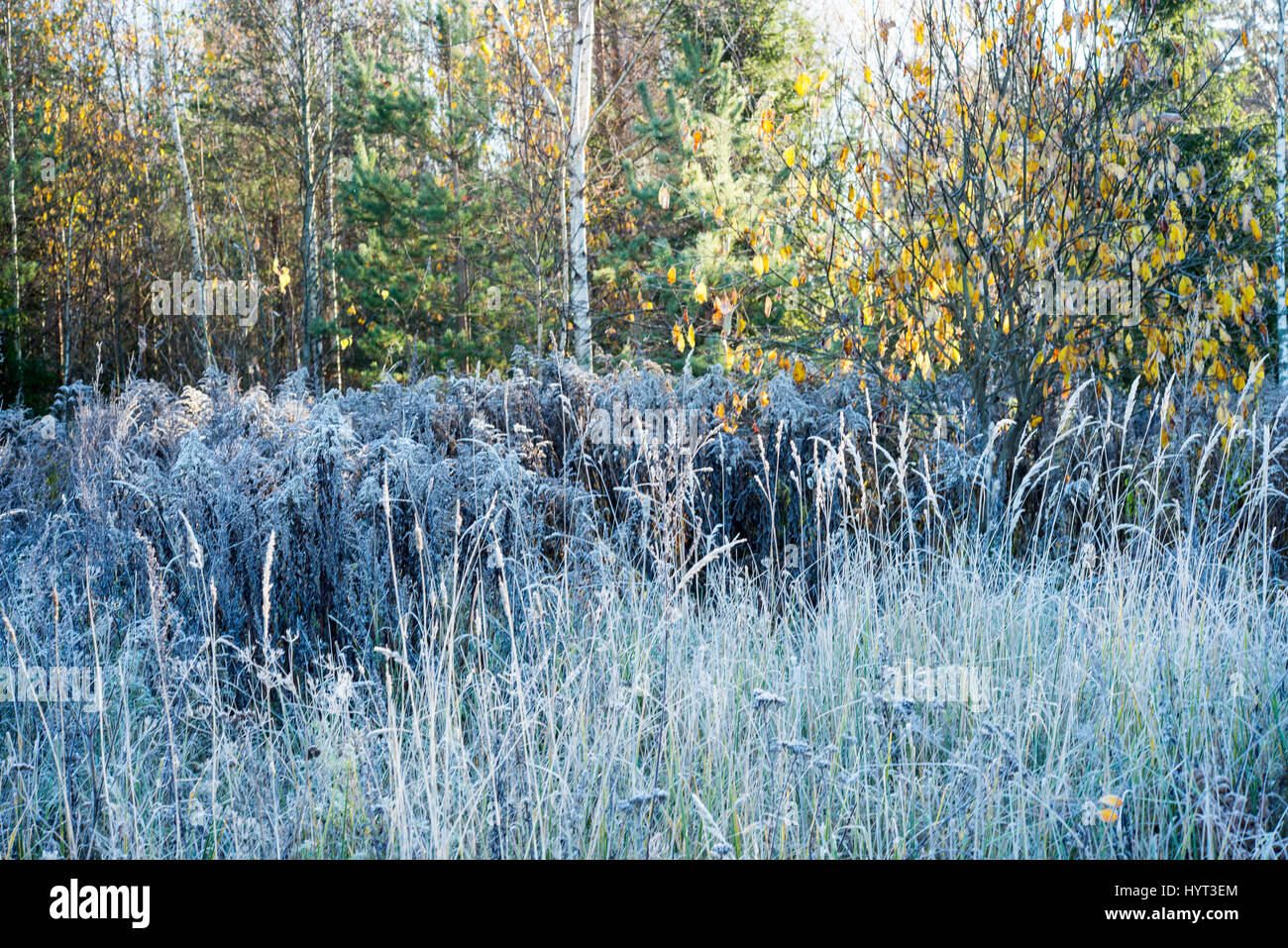 first winter frost bite in the country. late autumn Stock Photo - Alamy