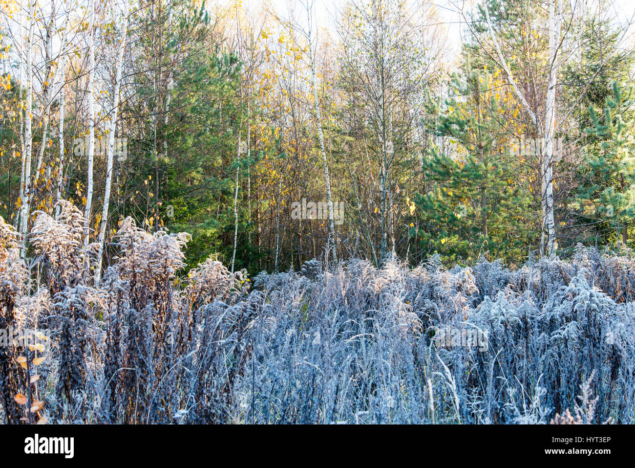 first winter frost bite in the country. late autumn Stock Photo - Alamy